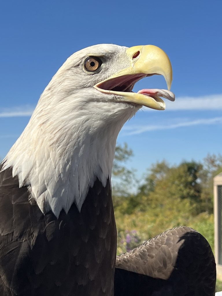 Photo 7- Magnificent Bald Eagle at Raptorama festival – THE ROCKAWAY TIMES