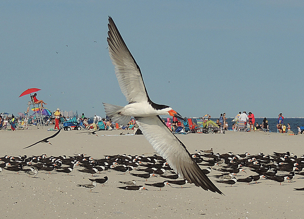 We Have a Winner!!!! – THE ROCKAWAY TIMES