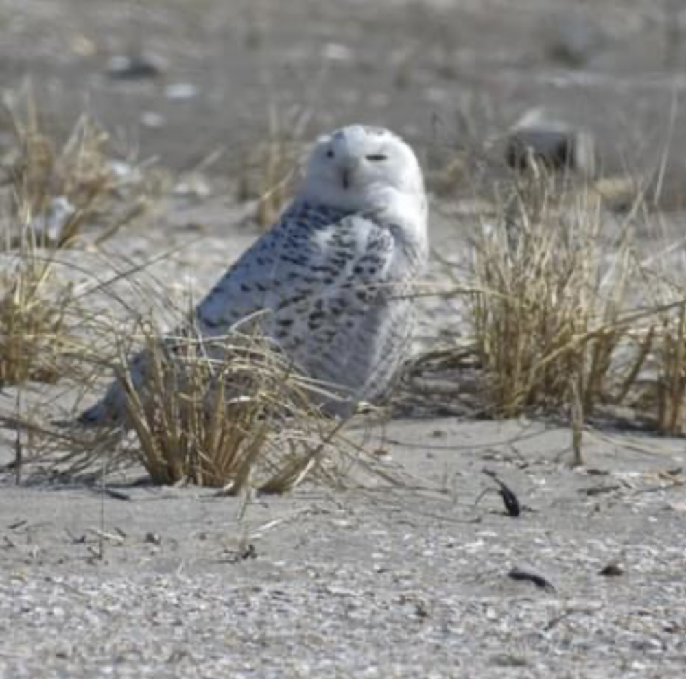 THE SNOWY OWL – THE ROCKAWAY TIMES