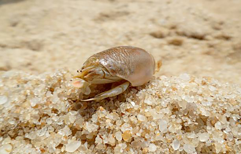 SAND CRABS – THE ROCKAWAY TIMES