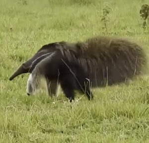 The Giant Anteater – THE ROCKAWAY TIMES